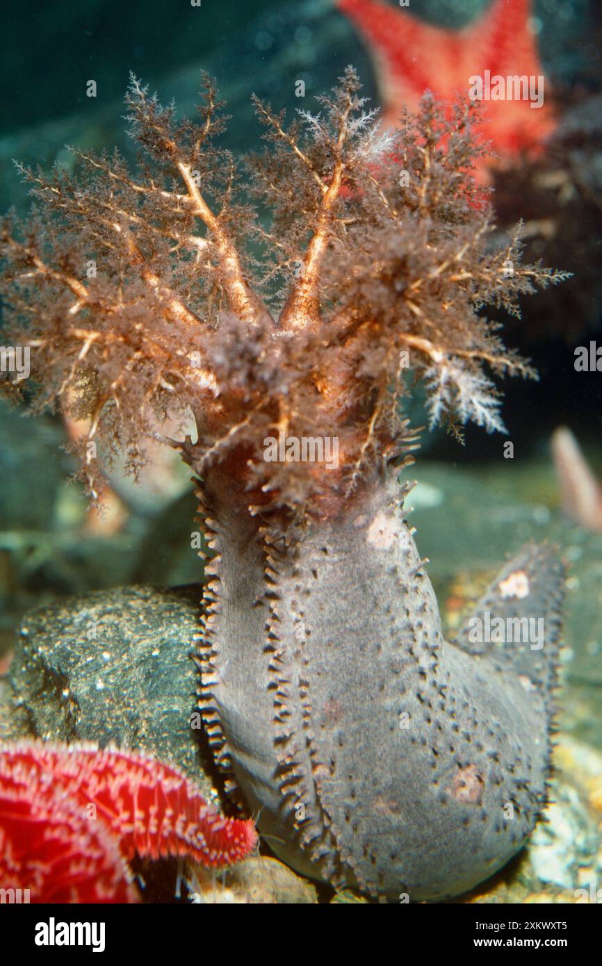 Echinoderms sea cucumber hi-res stock photography and images - Alamy