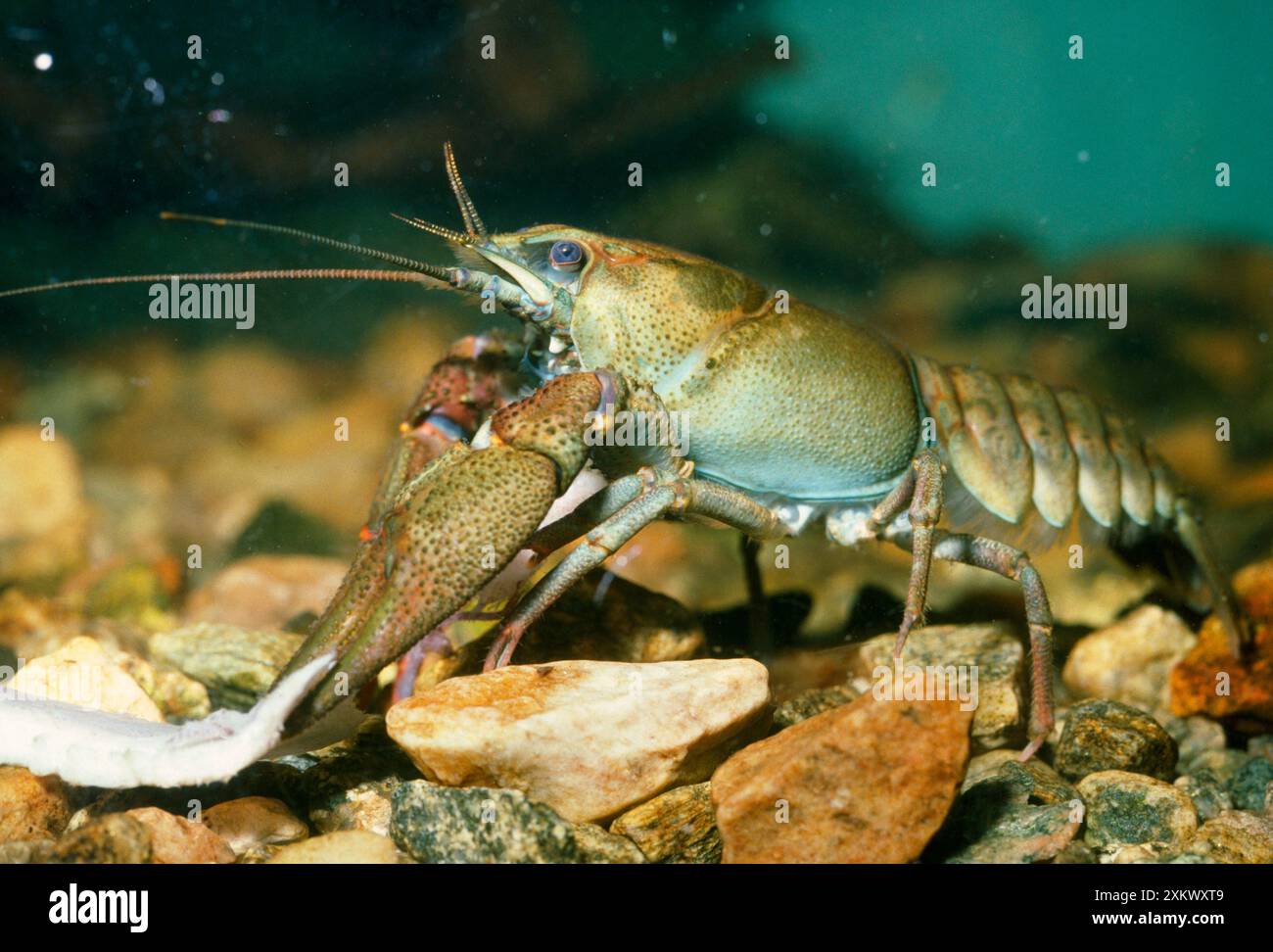 European / Noble / Broad-fingered CRAYFISH Stock Photo - Alamy