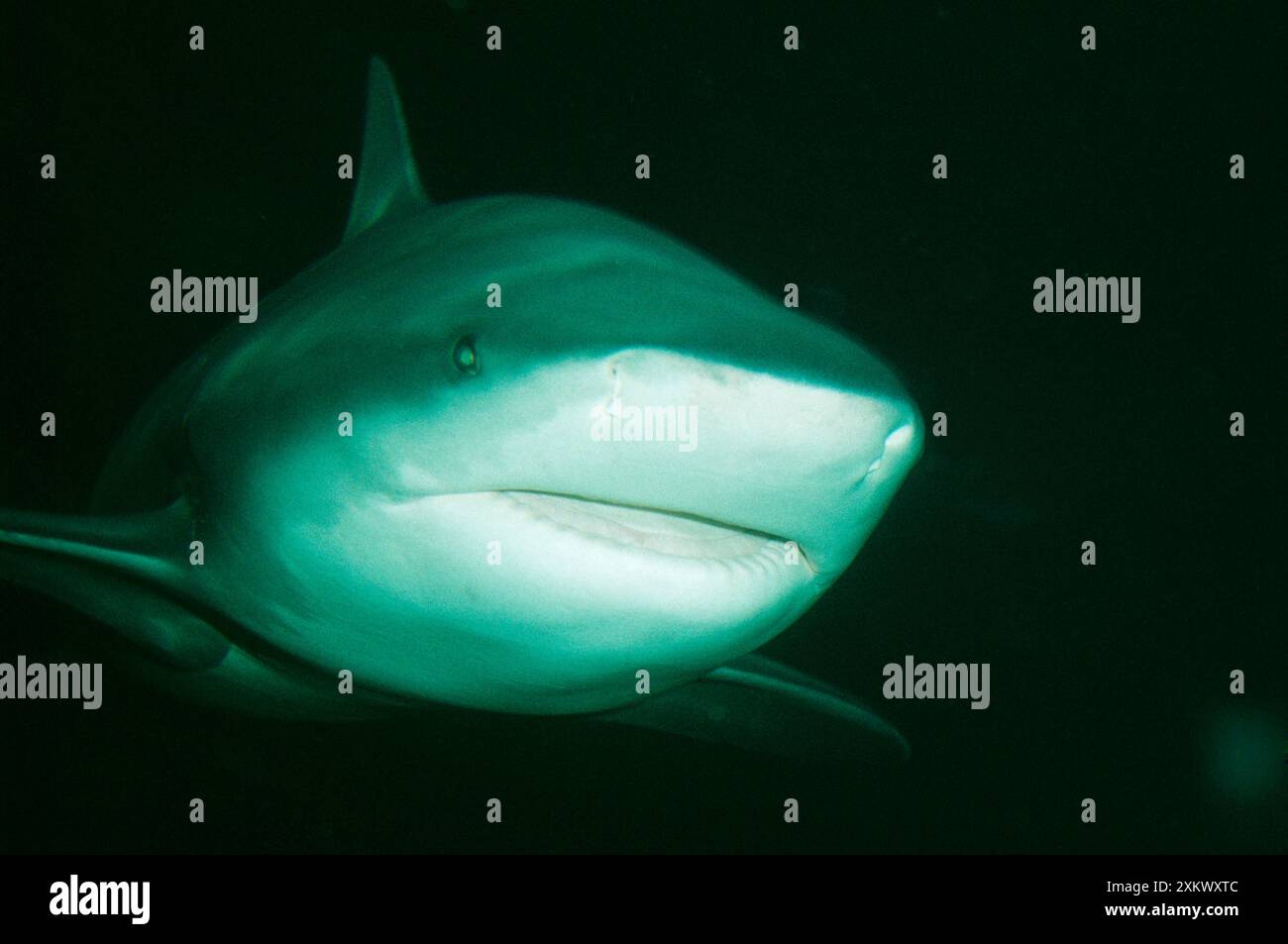 Zambesi shark hi-res stock photography and images - Alamy