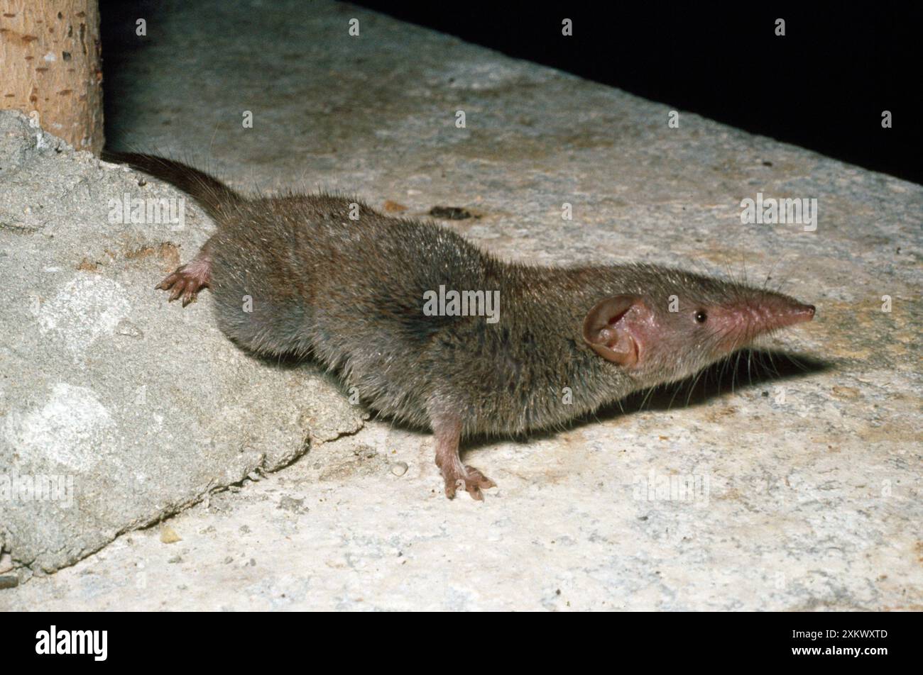 House shrews hi-res stock photography and images - Alamy