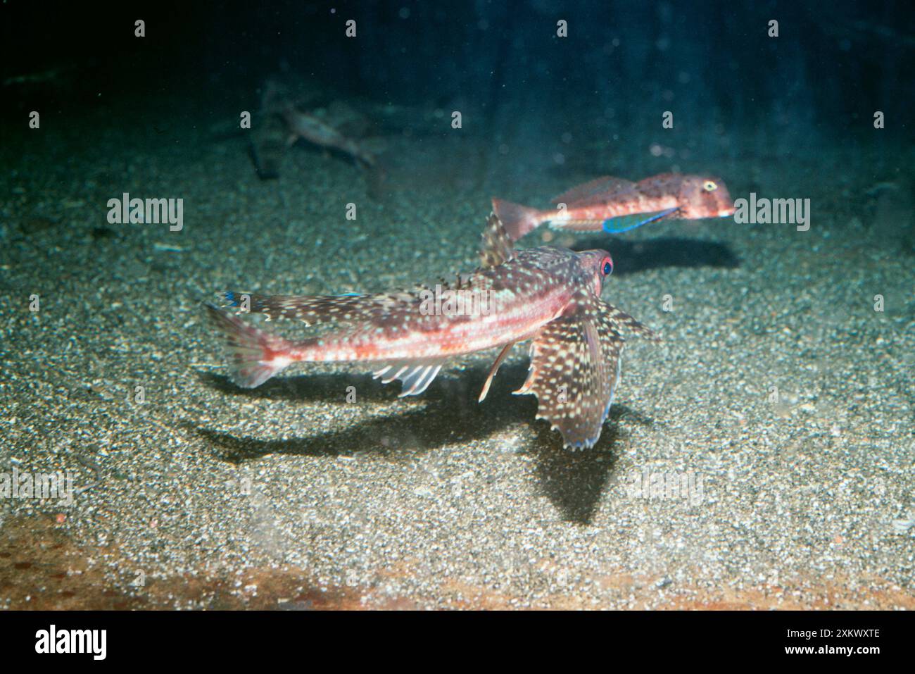 Flyingfish hi-res stock photography and images - Alamy