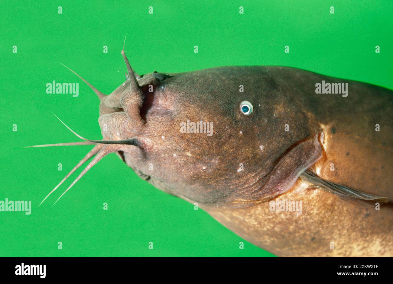 Electric Catfish - showing barbels Stock Photo - Alamy