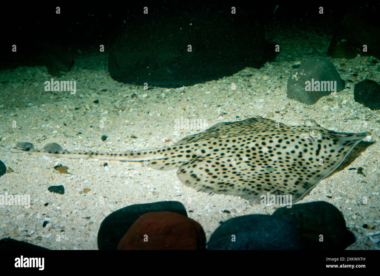 Ray fishes hi-res stock photography and images - Alamy