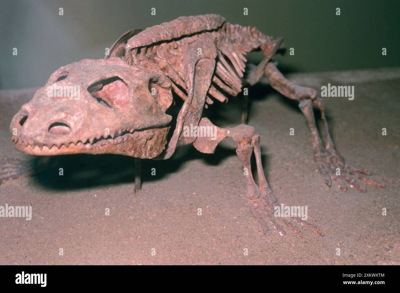 Cotylosaur hi-res stock photography and images - Alamy