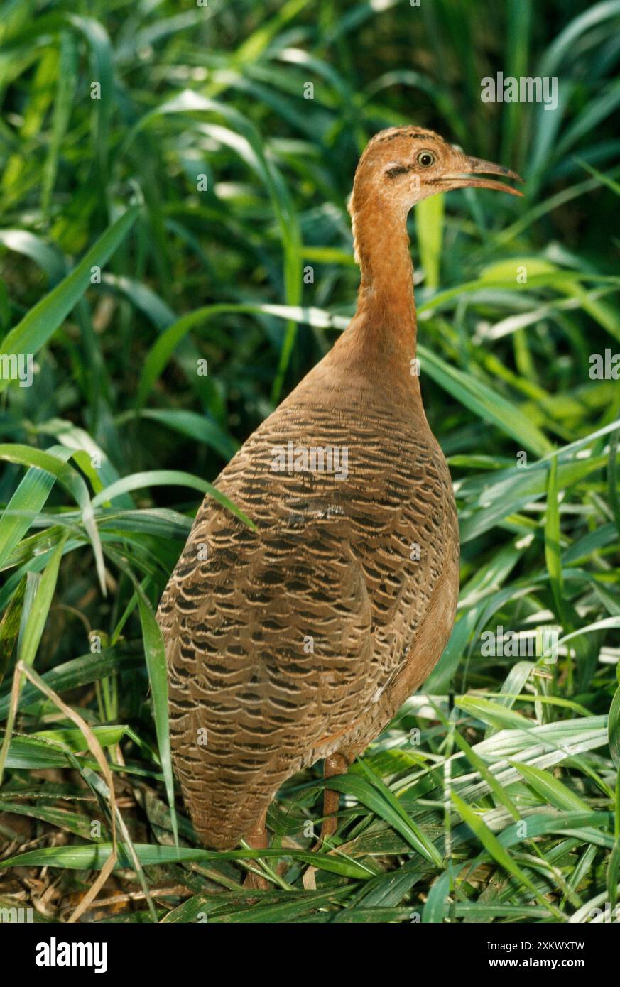 Tinamous birds hi-res stock photography and images - Alamy