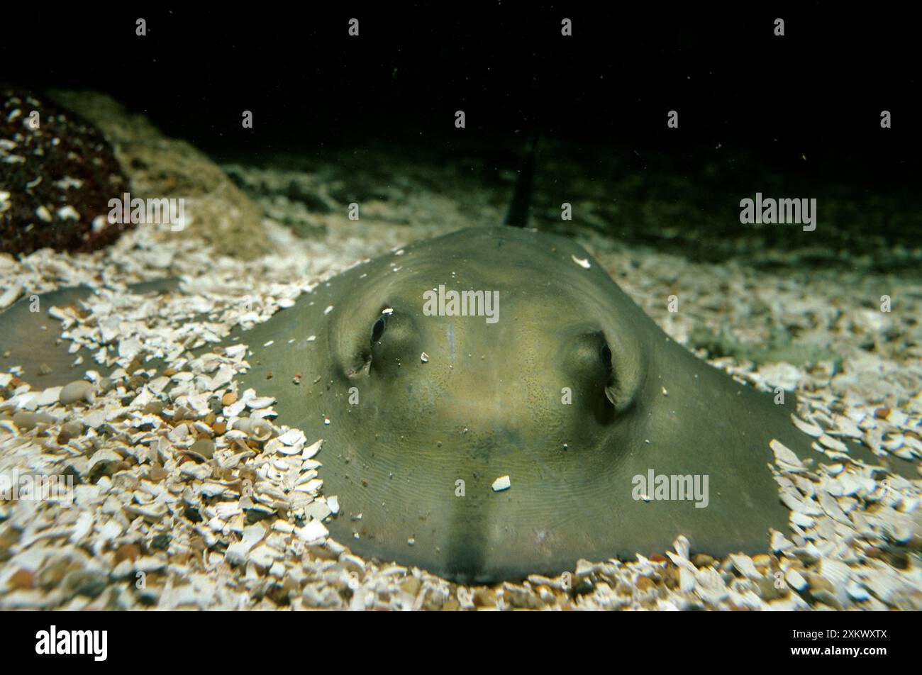 Common stingray dasyatis pastinaca hi-res stock photography and images ...