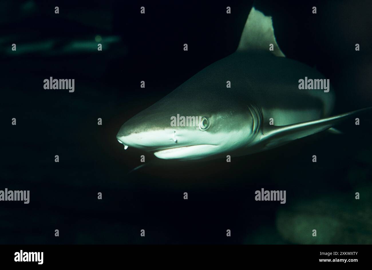 Black tip reef shark carcharhinus melanopterus hi-res stock photography ...