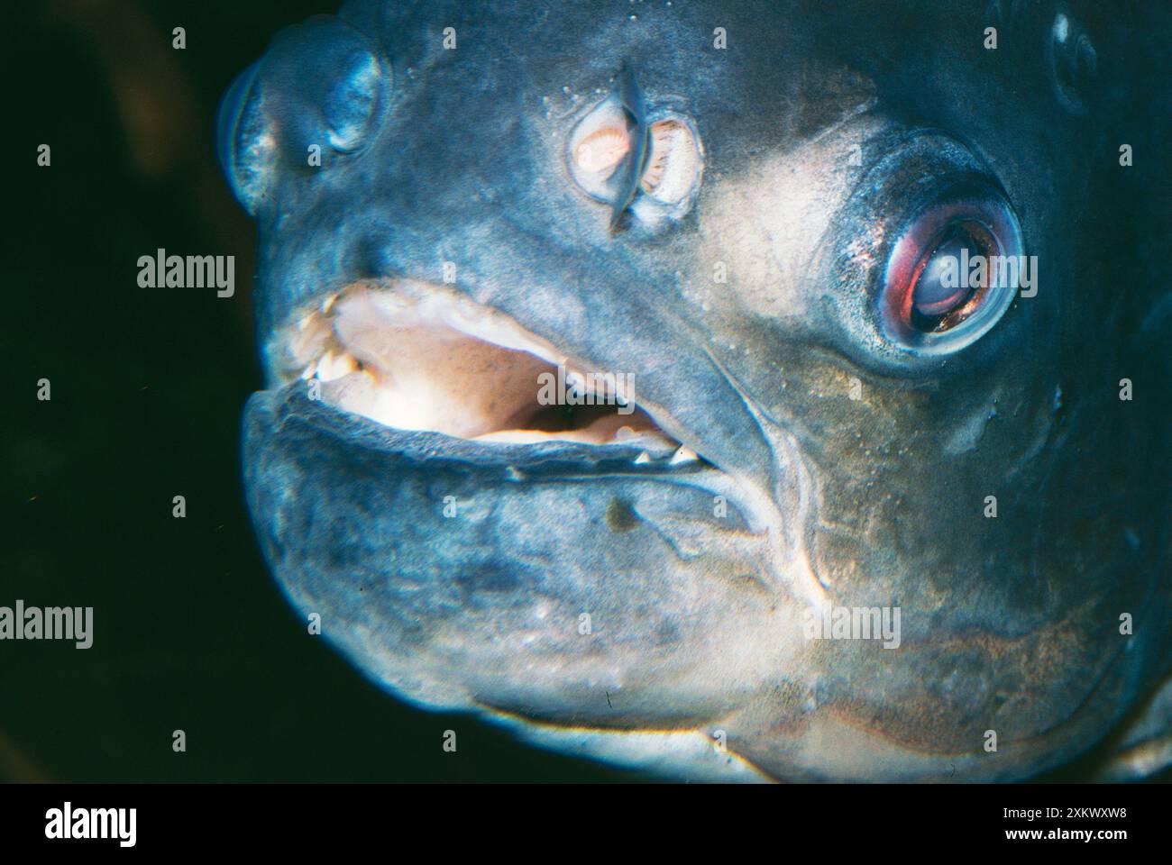 Close up fish faces hi-res stock photography and images - Alamy