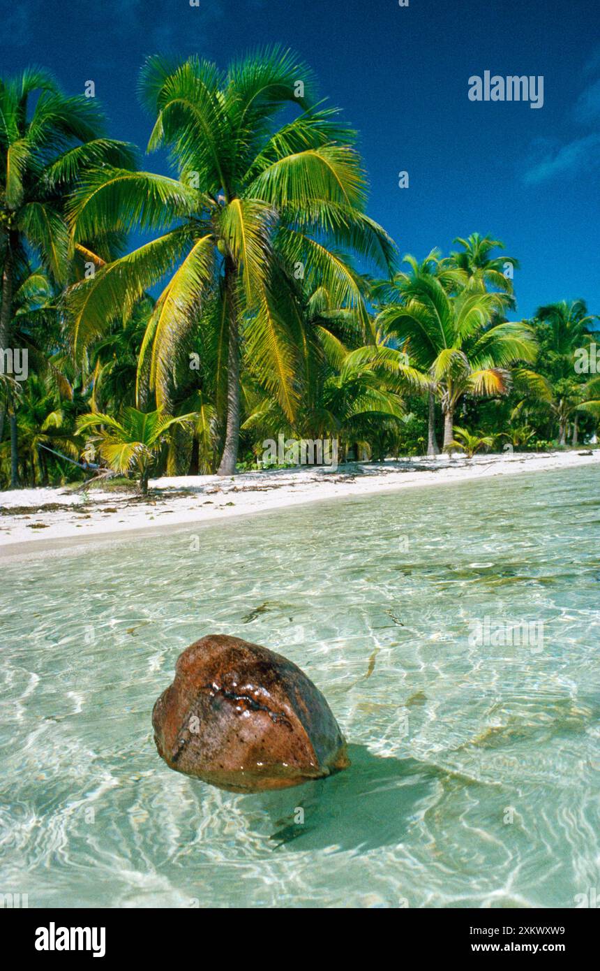 Coconut - floating ashore on to tropical island Stock Photo - Alamy