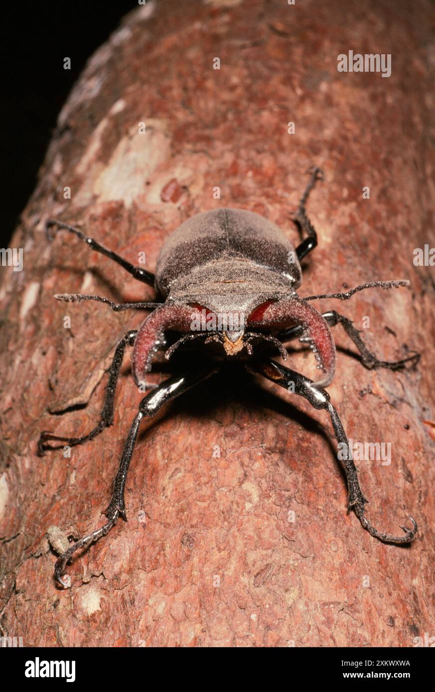 The stag beetle hi-res stock photography and images - Alamy