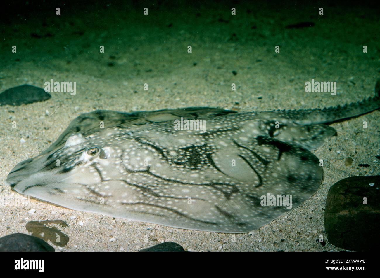 Raja undulata undulate ray hi-res stock photography and images - Alamy