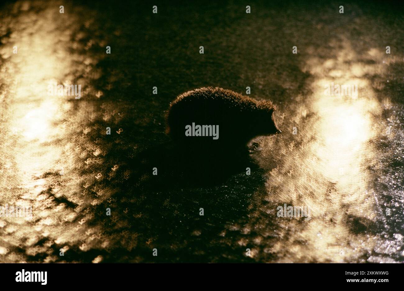 Hedgehogs roads hi-res stock photography and images - Alamy