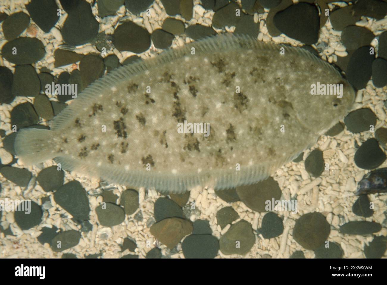 Dover / Common Sole Fish - On sea bed Stock Photo - Alamy