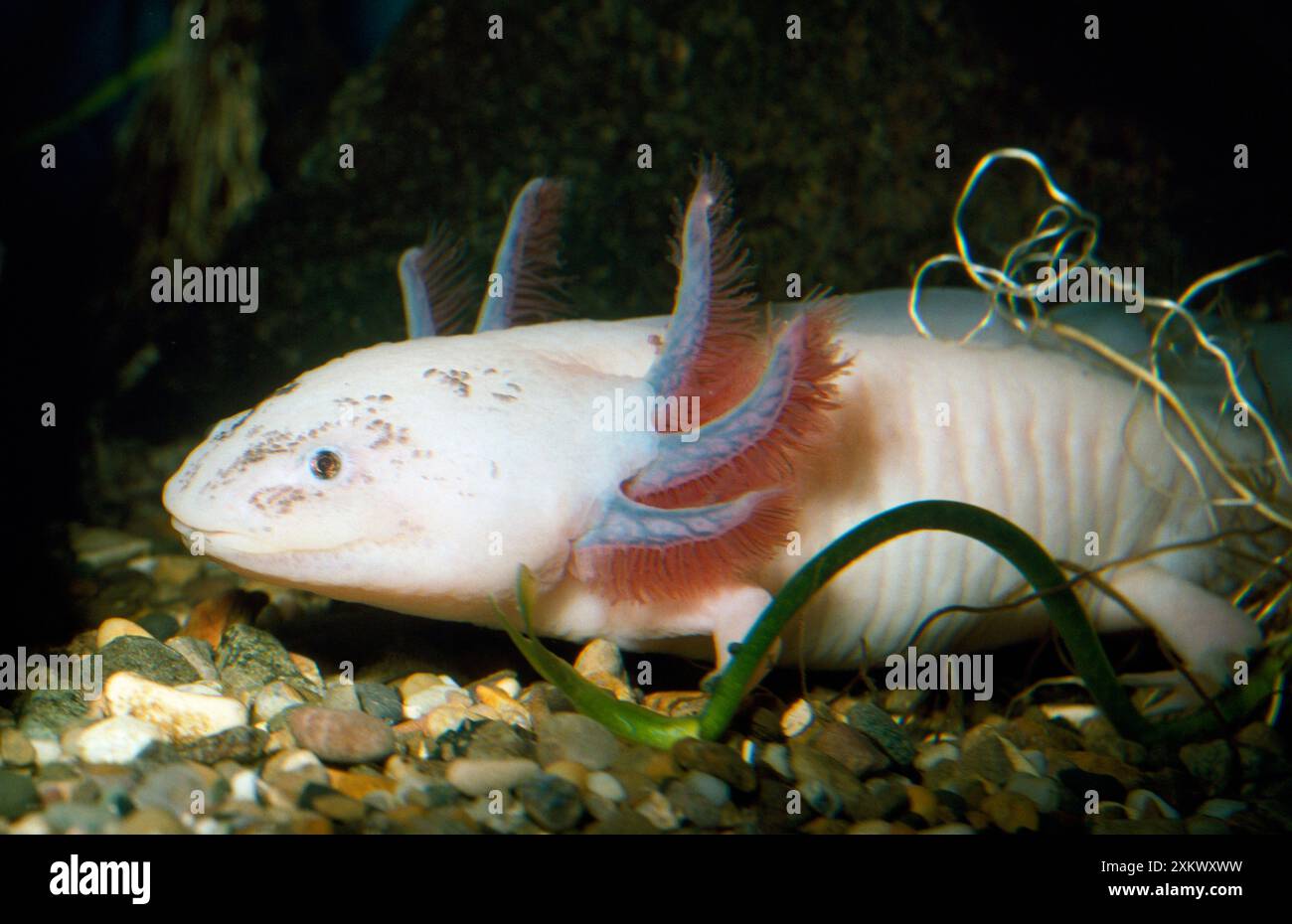 Ambystoma mexicanum axolotl hi-res stock photography and images - Alamy