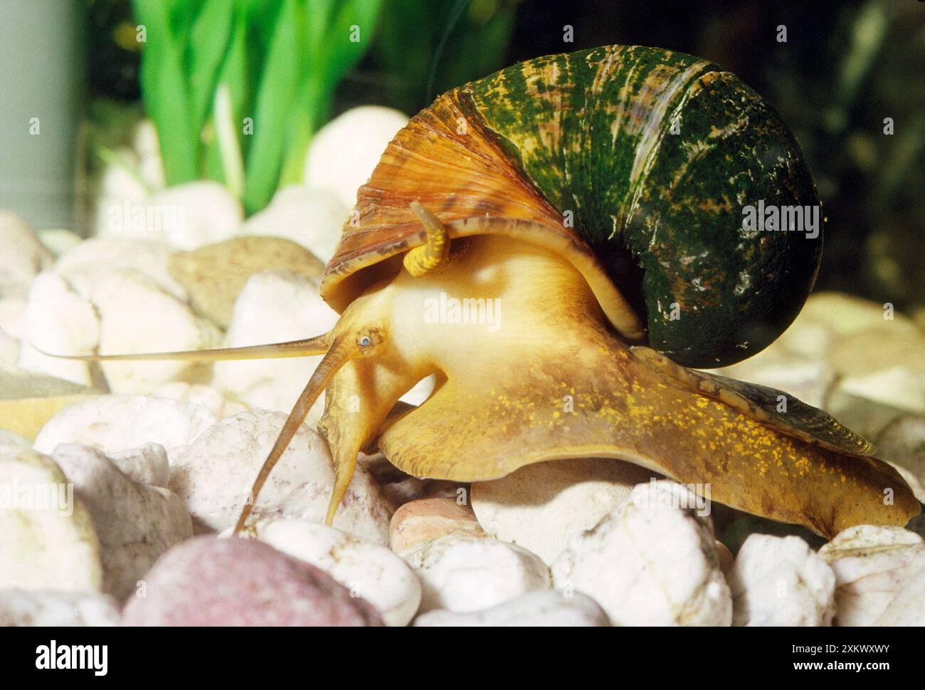 Apple Snail - freshwater Stock Photo - Alamy