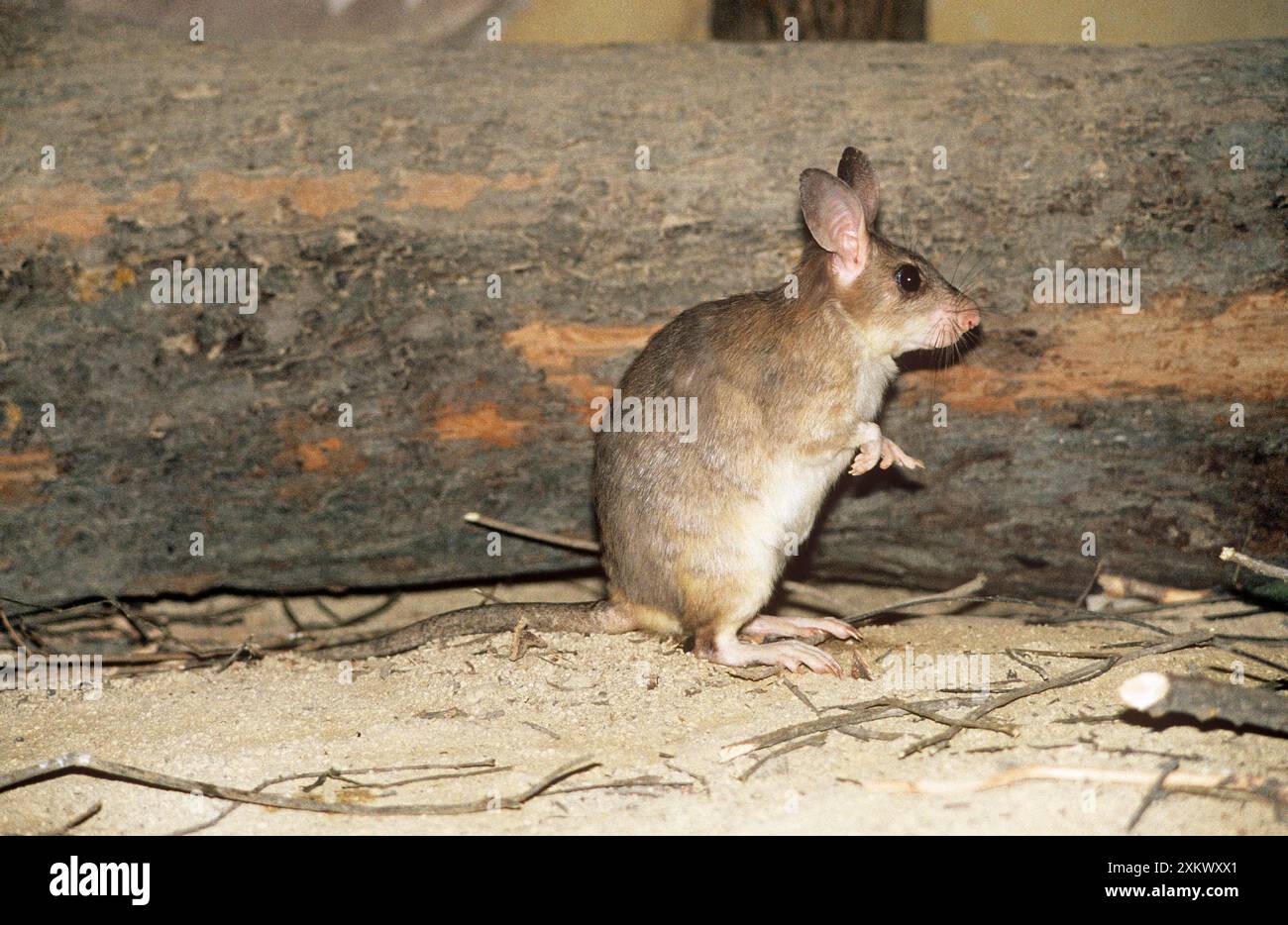Malagasy / Madagascan giant jumping RAT Stock Photo - Alamy