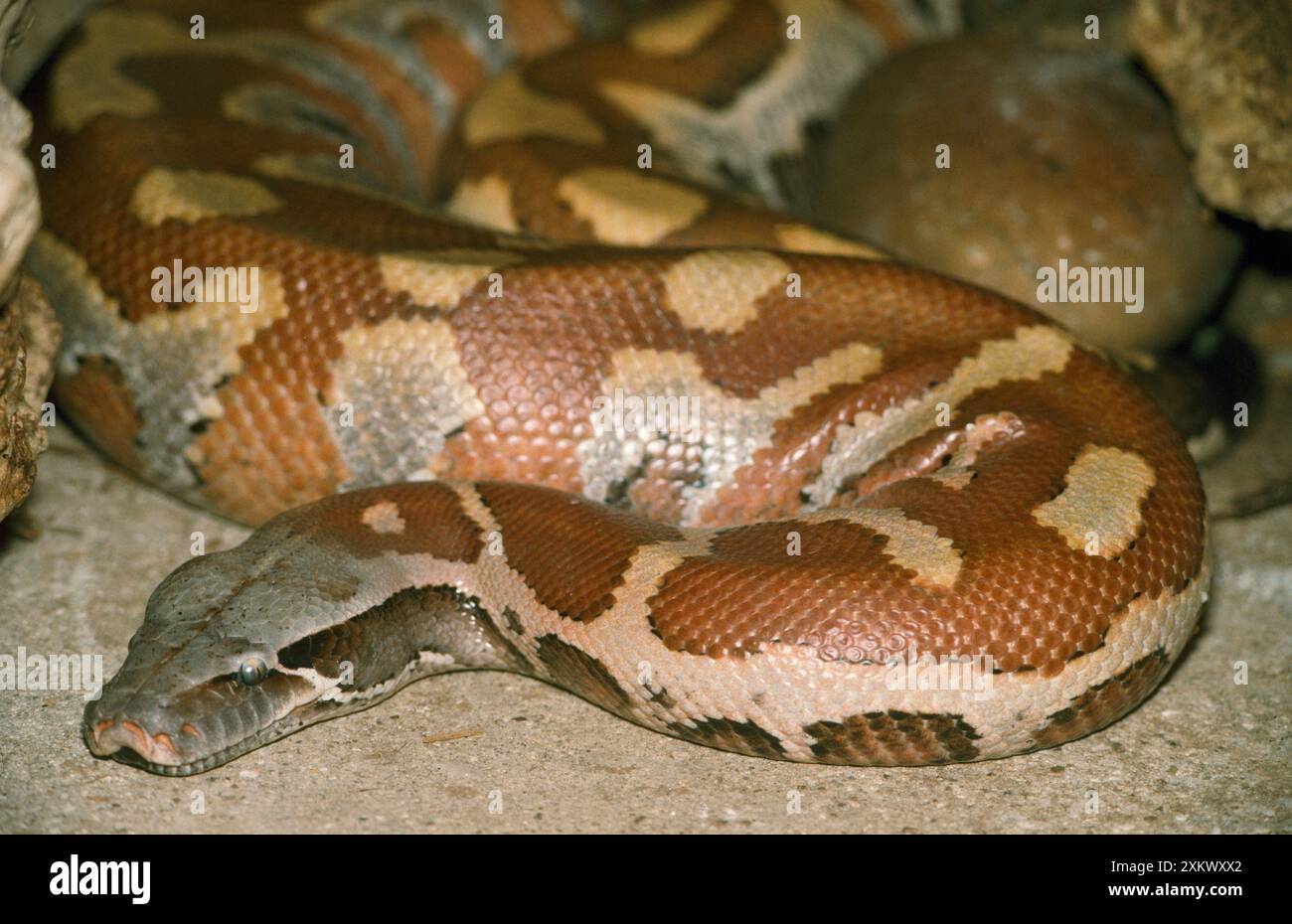 Blood pythons hi-res stock photography and images - Alamy