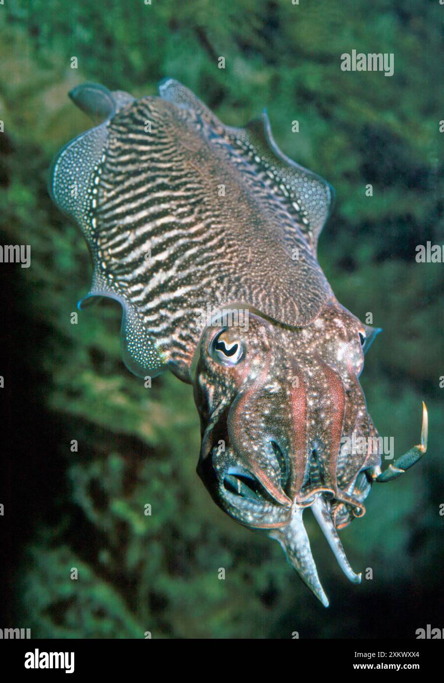 Cuttlefish feeding hi-res stock photography and images - Alamy