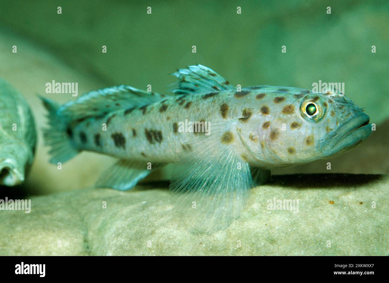 Marine two hi-res stock photography and images - Alamy