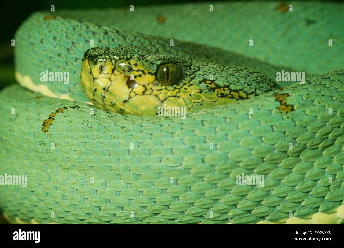 American viper hi-res stock photography and images - Alamy