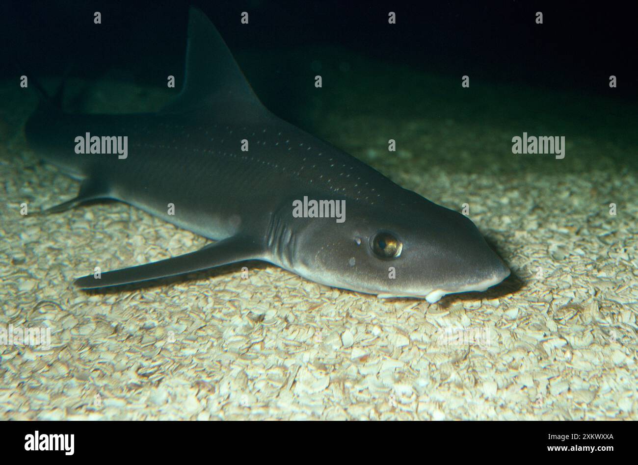 Starry Smooth Hound Shark Stock Photo - Alamy