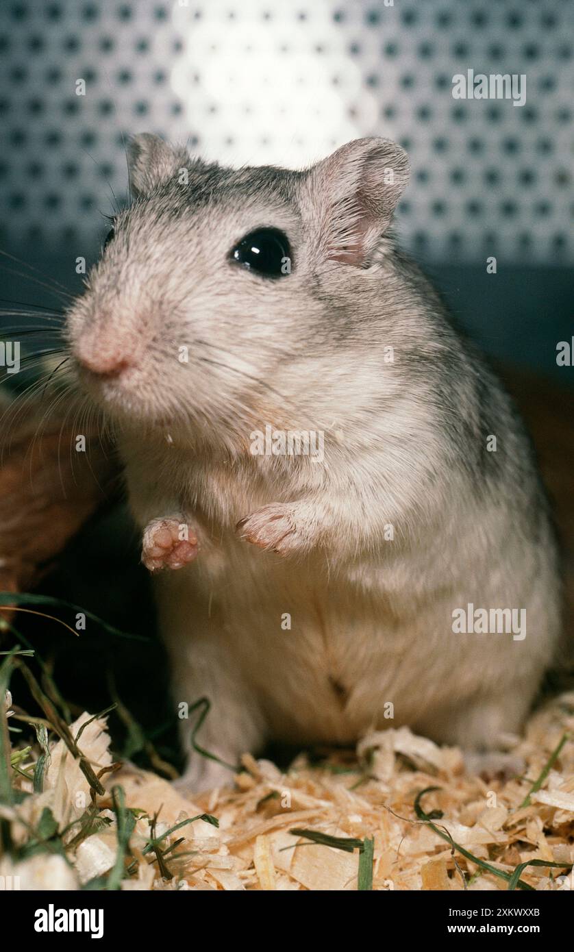 Gerbil standing hi-res stock photography and images - Alamy