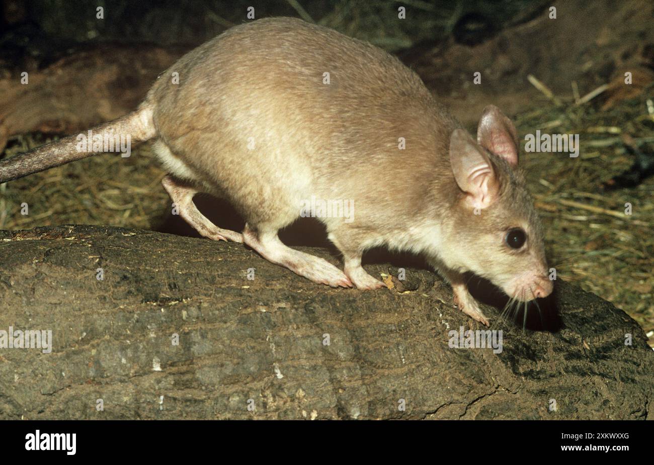 Malagasy rats hi-res stock photography and images - Alamy