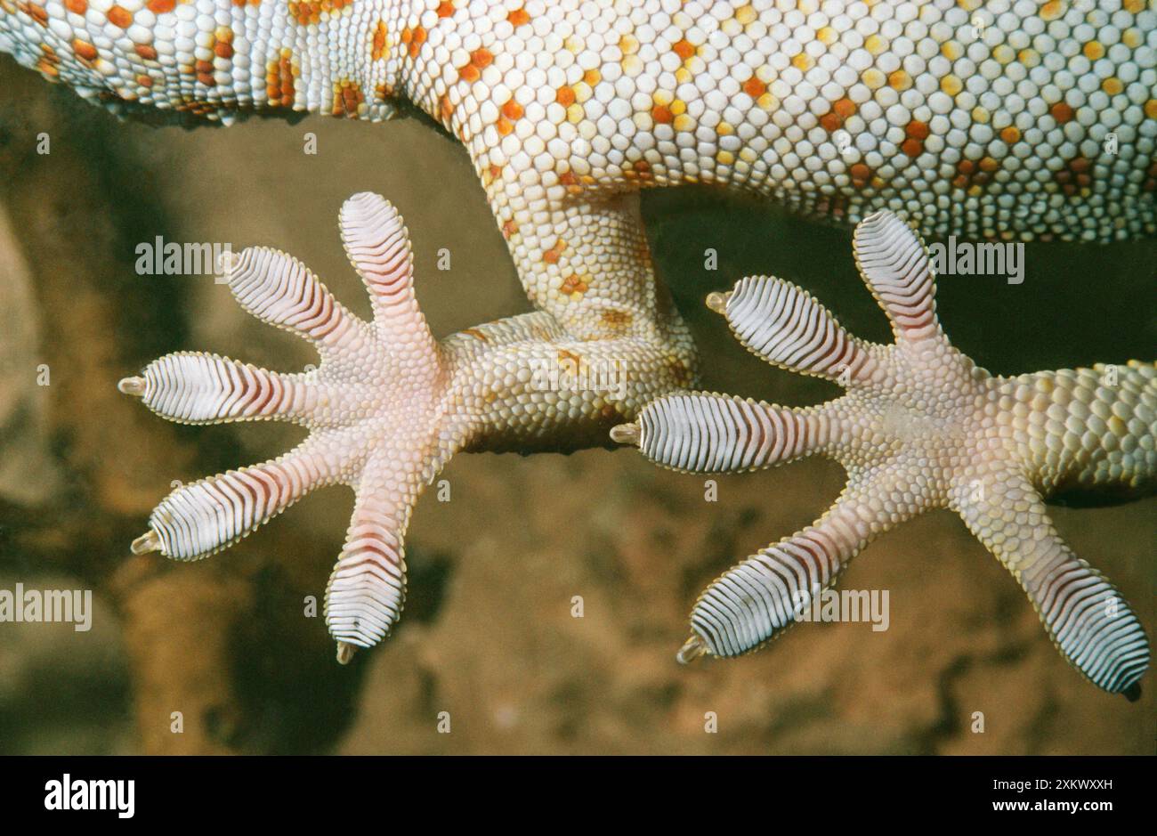 TOKAY GEKKO - Underside of feet, showing ridges Stock Photo - Alamy