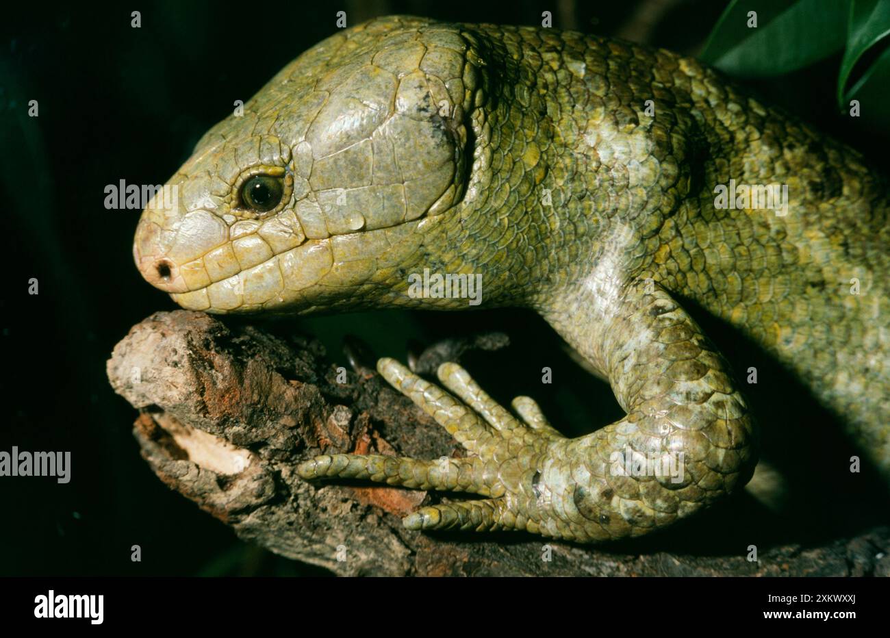 Prehensile tailed / monkey-tailed SKINK / Lizard Stock Photo - Alamy