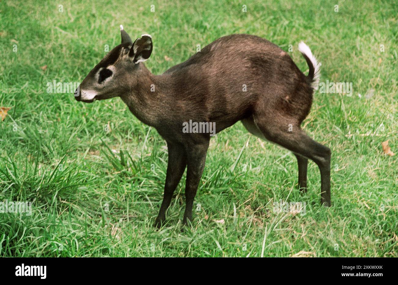 Tufted deer elaphodus cephalophus hi-res stock photography and images ...