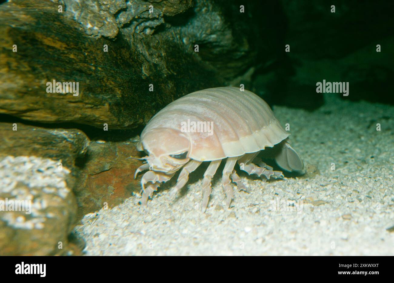 Isopod underwater hi-res stock photography and images - Alamy