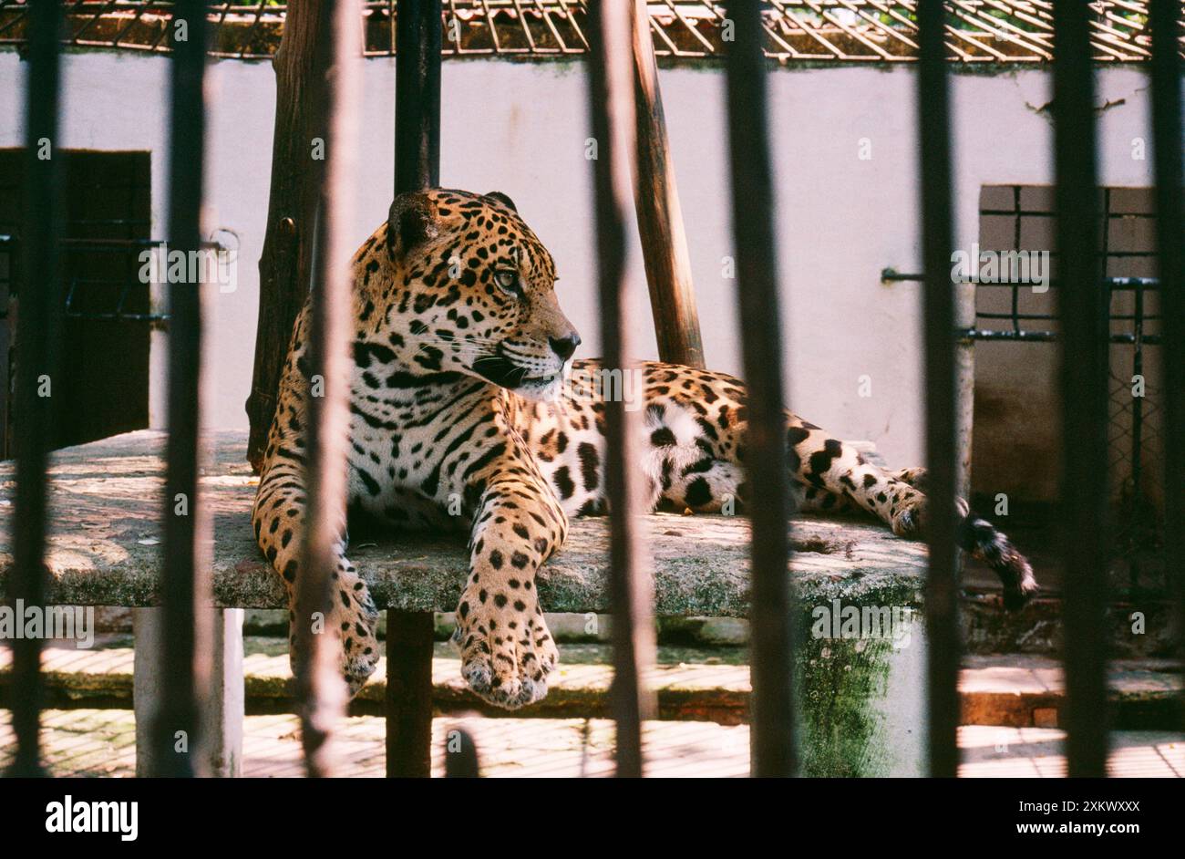 Old jaguar hi-res stock photography and images - Alamy