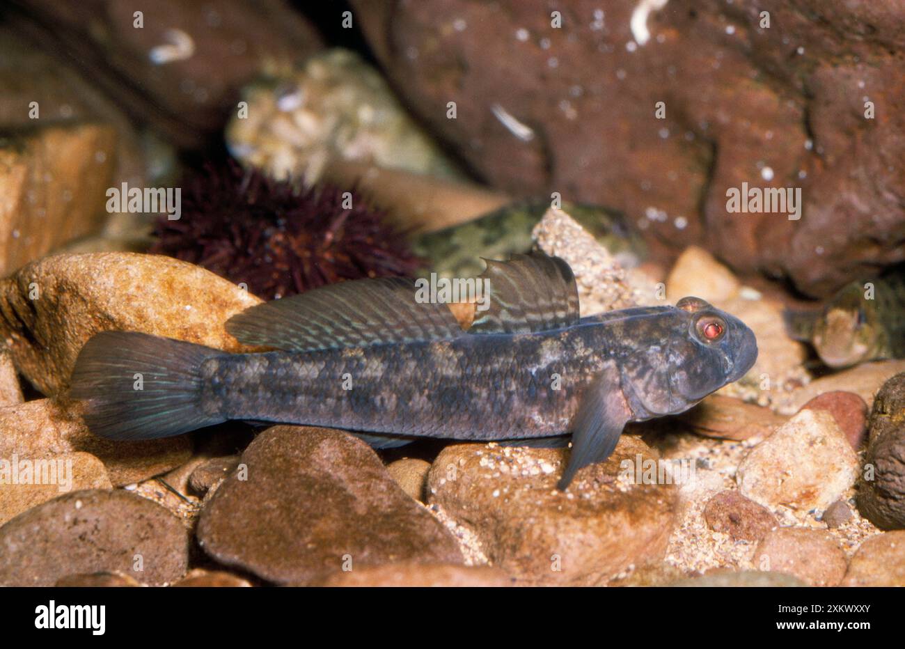 BLACK GOBY - BY ROCKS, UK Stock Photo - Alamy
