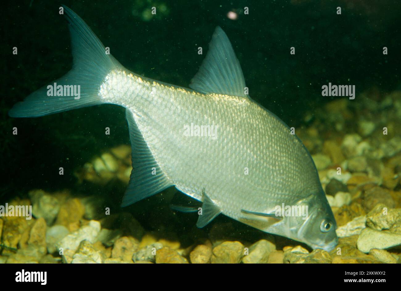 Fish eating animals hi-res stock photography and images - Alamy