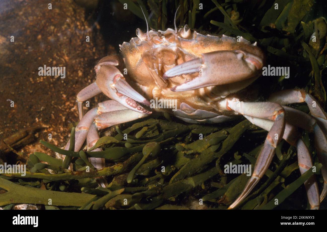 European Shore / European Green CRAB - AMONG SEAWEED Stock Photo - Alamy