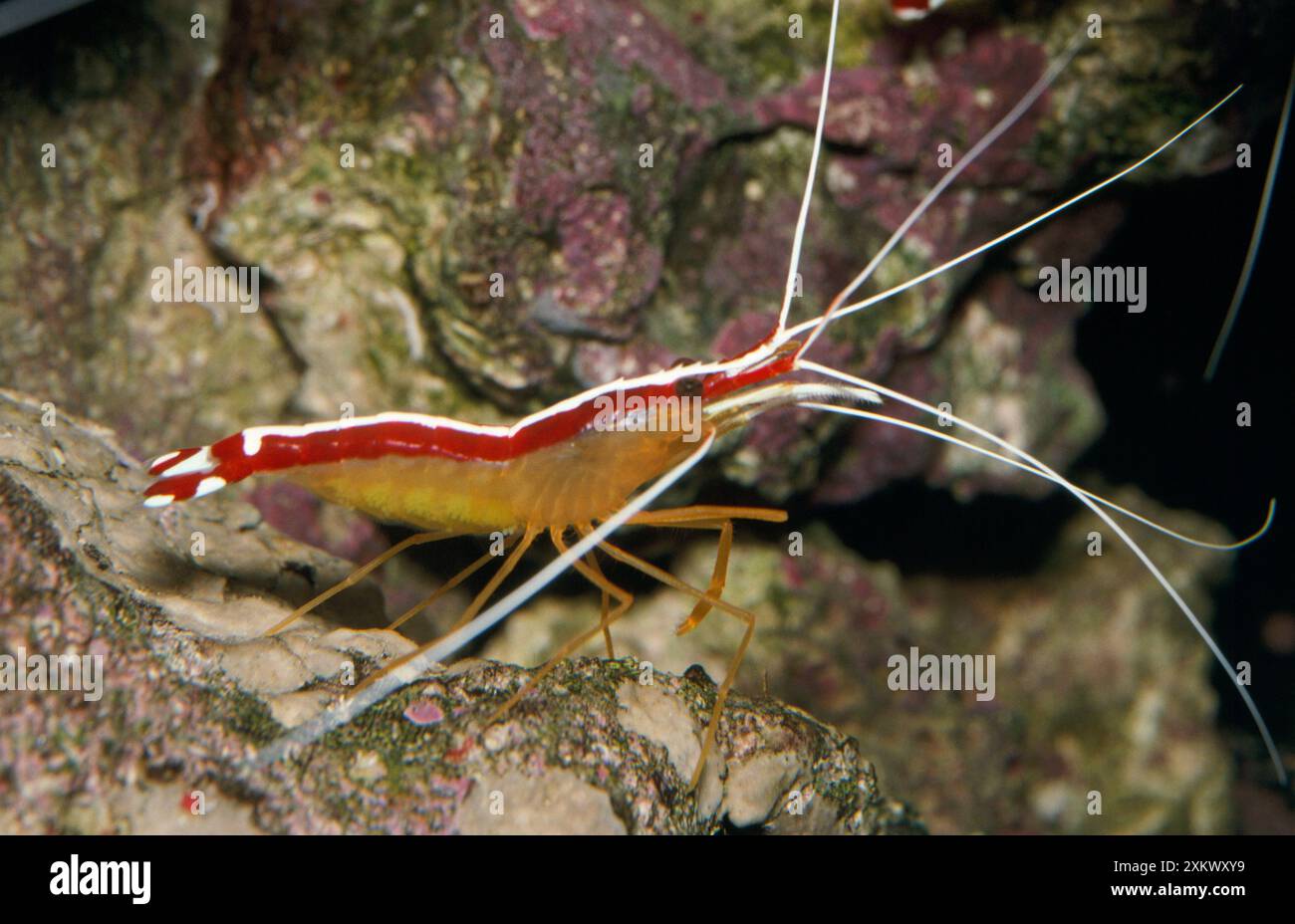 Crustacean shrimp cleaner hi-res stock photography and images - Alamy