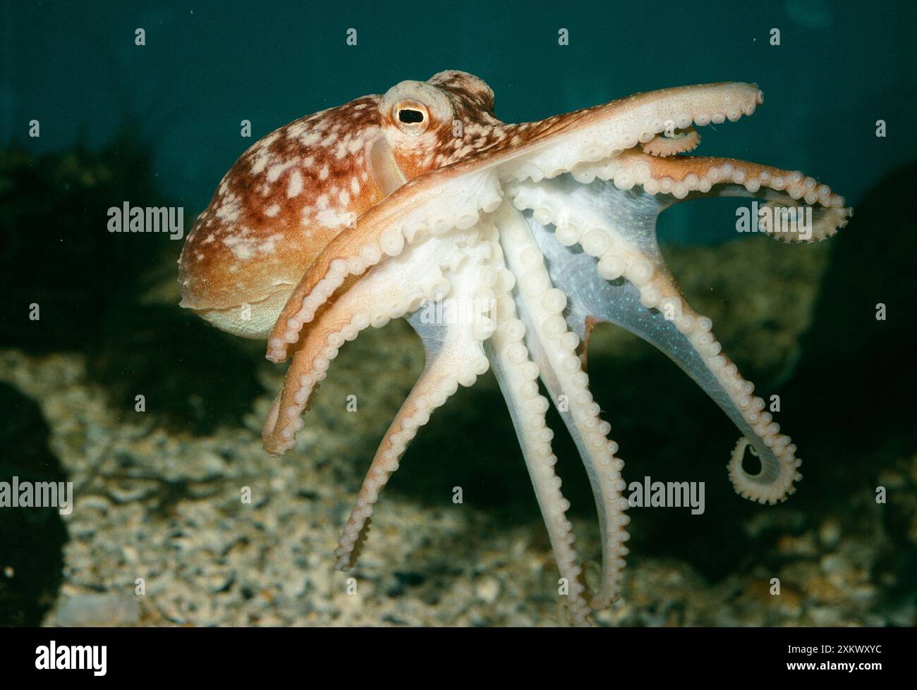 Octopus in ocean animal hi-res stock photography and images - Alamy