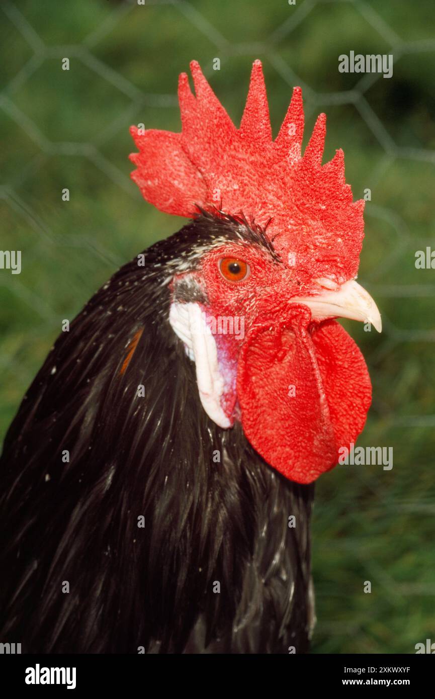 Ancona Chicken - Italian Stock Photo - Alamy