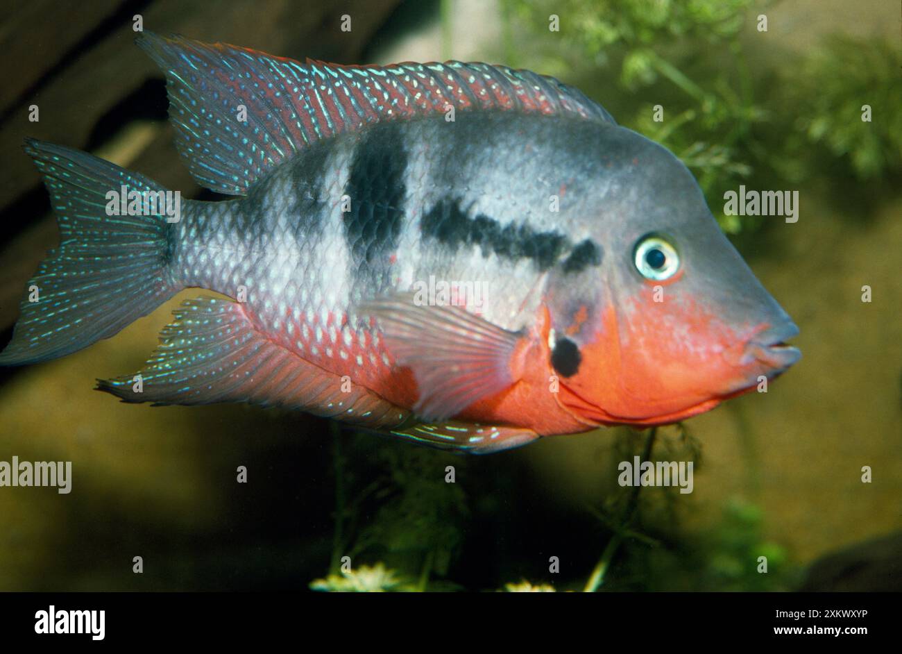 Tilapia zillii hi-res stock photography and images - Alamy