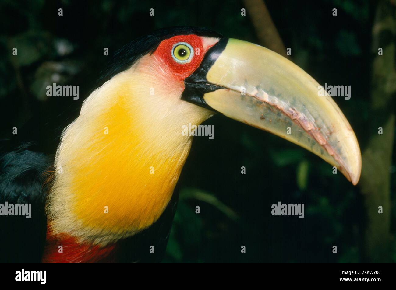 Red breasted toucan ramphastos hi-res stock photography and images - Alamy