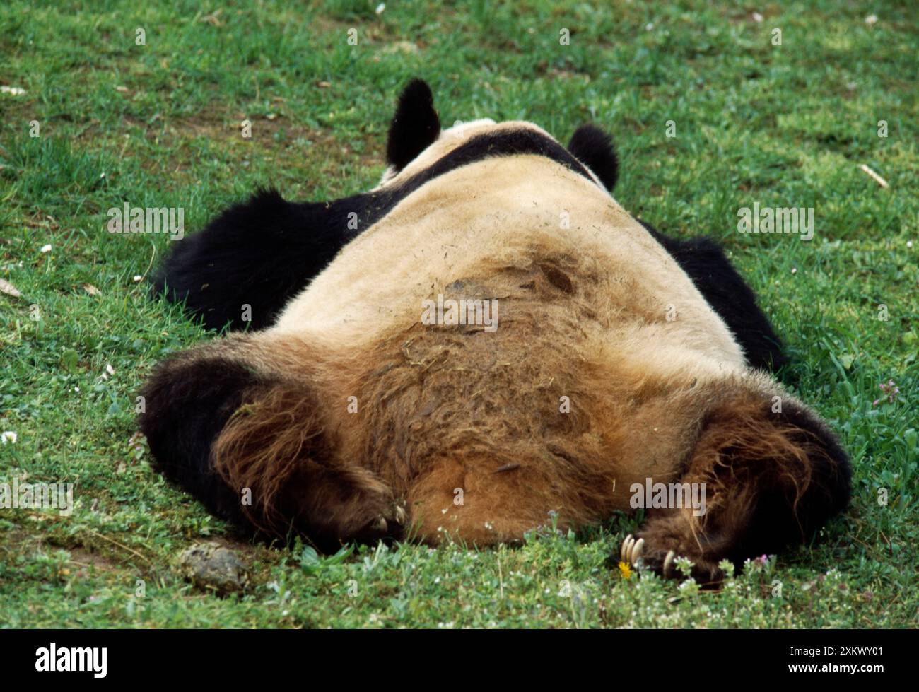 Giant Panda - lies on grass Stock Photo - Alamy