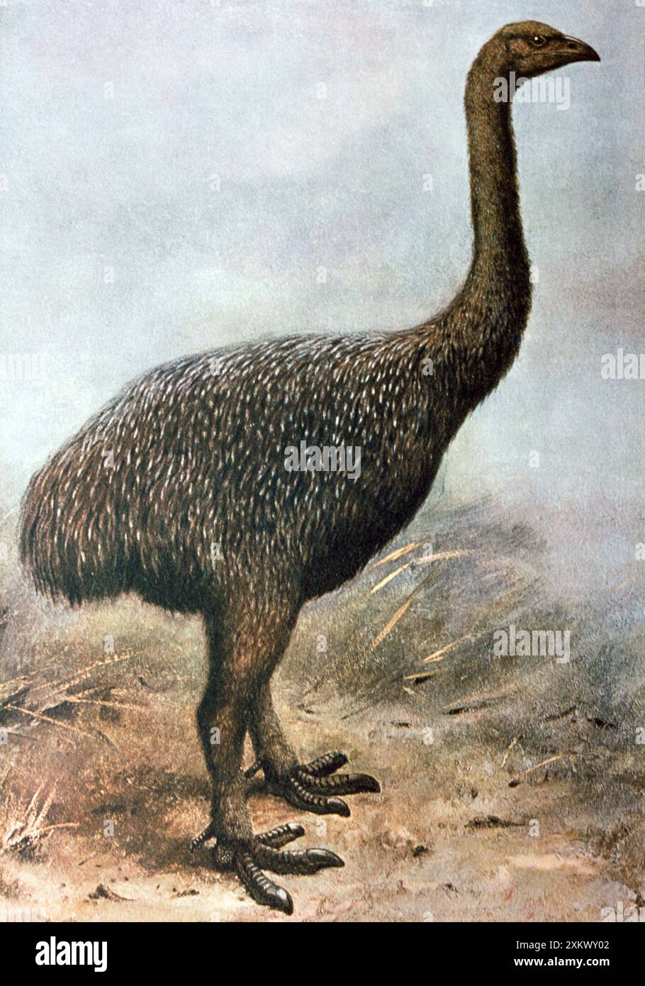 Moa bird painting - extinct Stock Photo - Alamy
