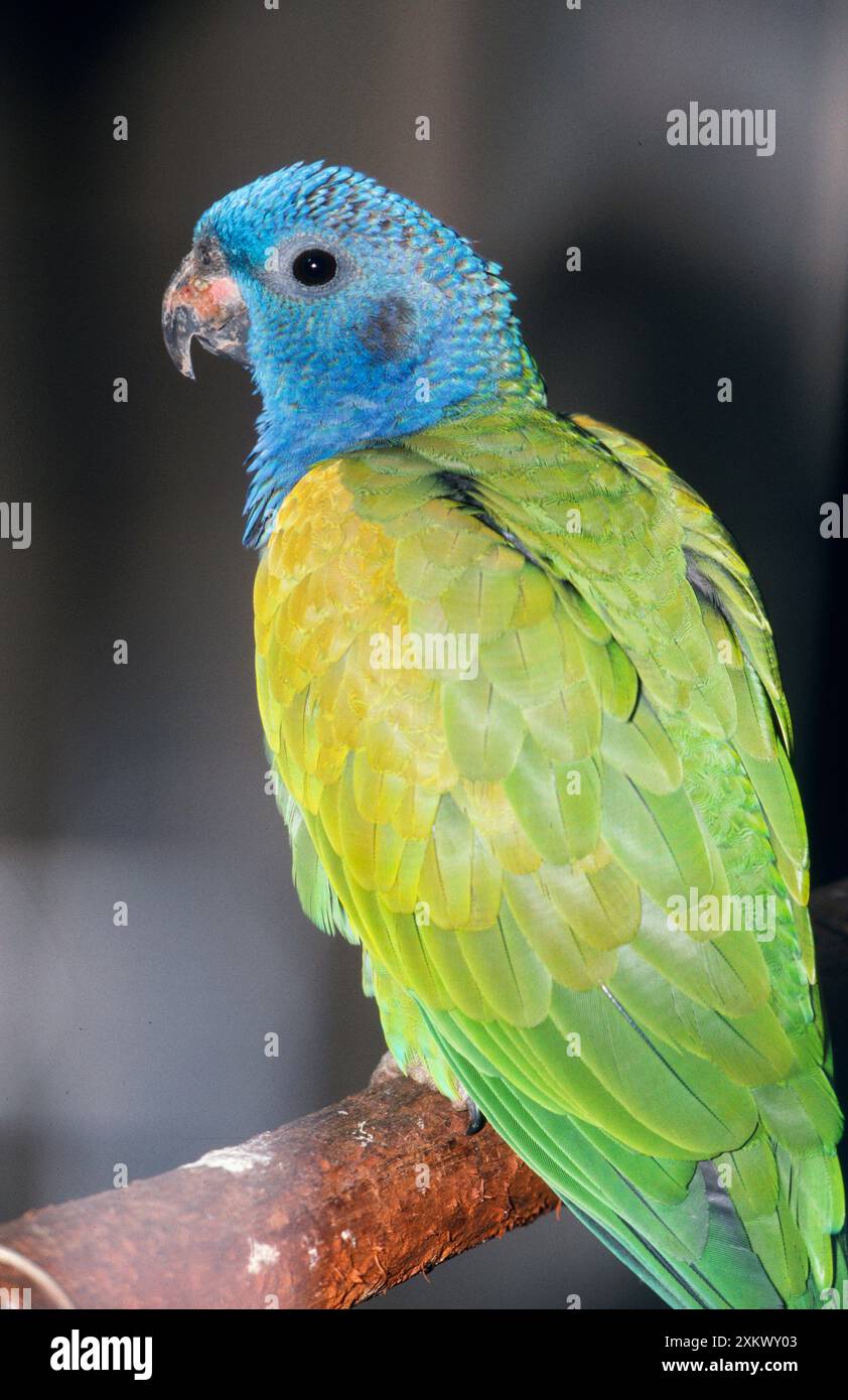 Parrot headed hi-res stock photography and images - Alamy