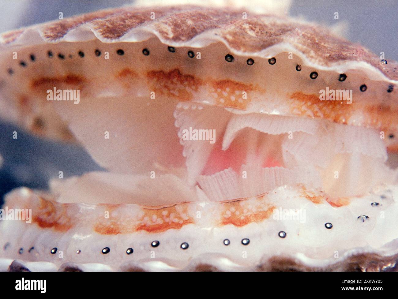 Scallops eyes hi-res stock photography and images - Alamy