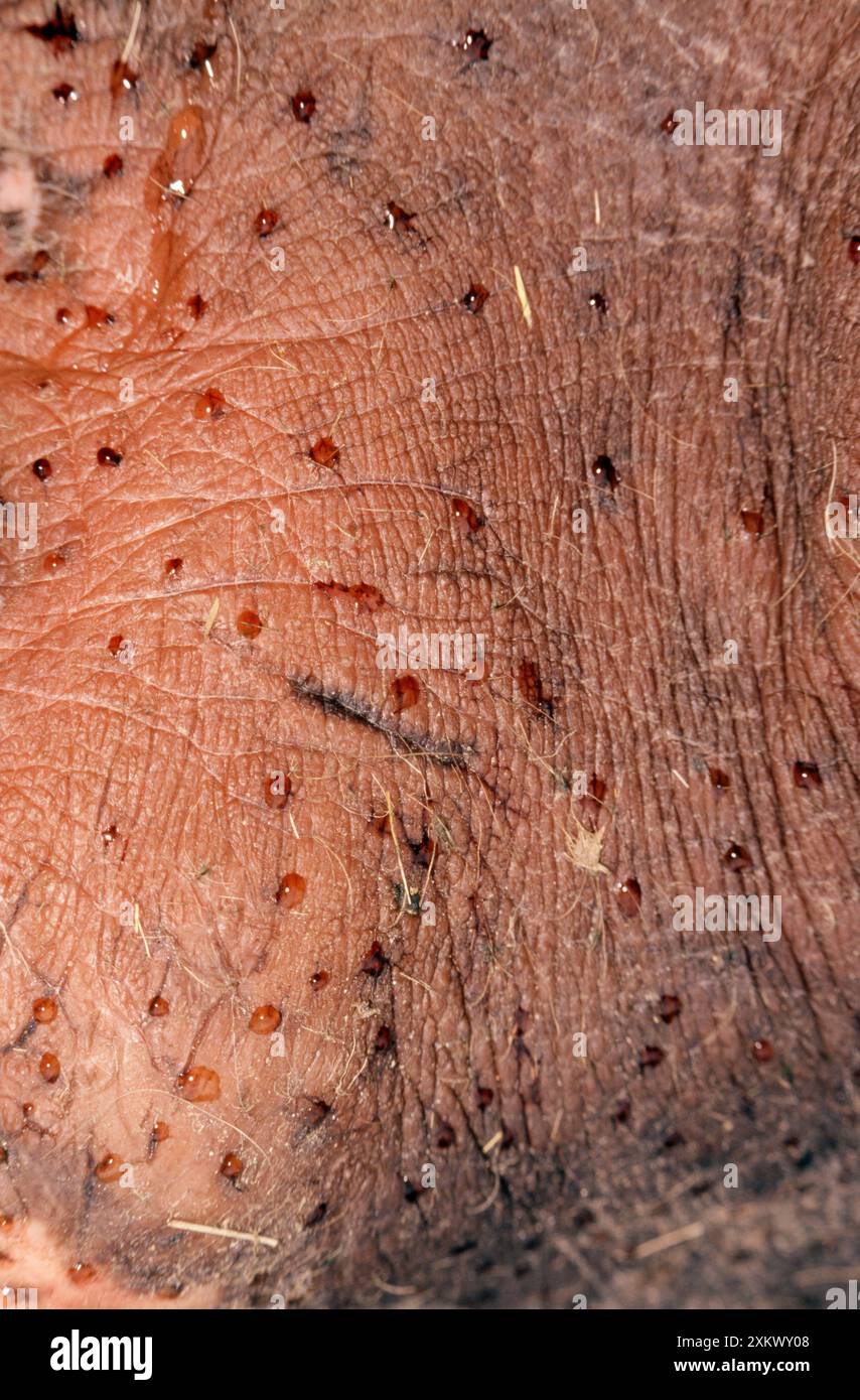 Hippopotamus Skin - Pink sweat Stock Photo - Alamy