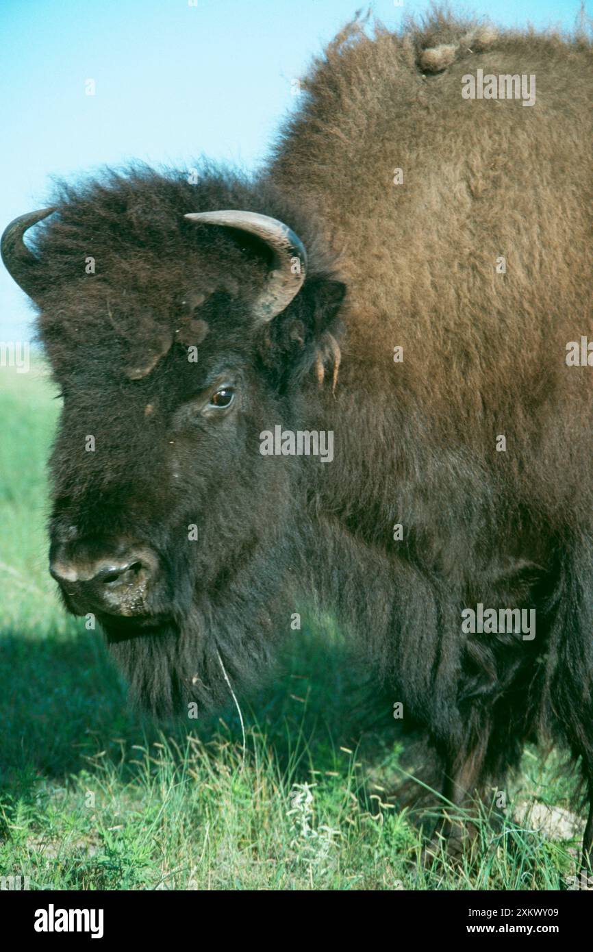 AMERICAN BISON / AMERICAN BUFFALO - C/U head Stock Photo - Alamy