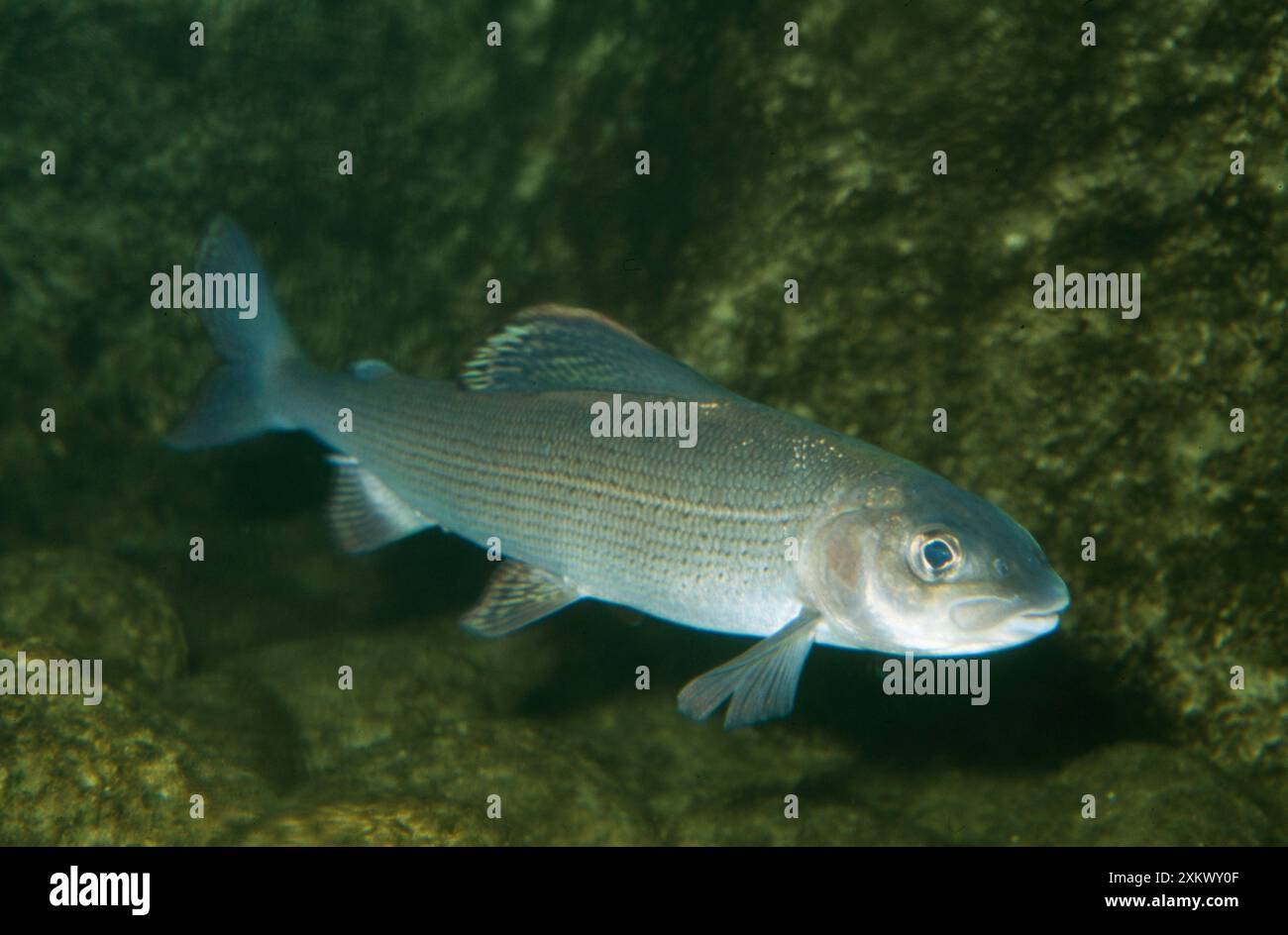 Graylings hi-res stock photography and images - Alamy