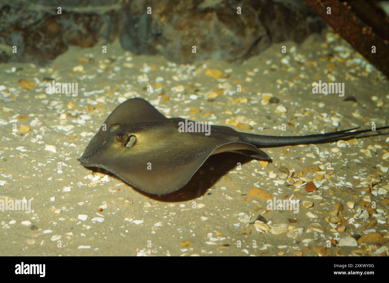 Common stingrays hi-res stock photography and images - Alamy