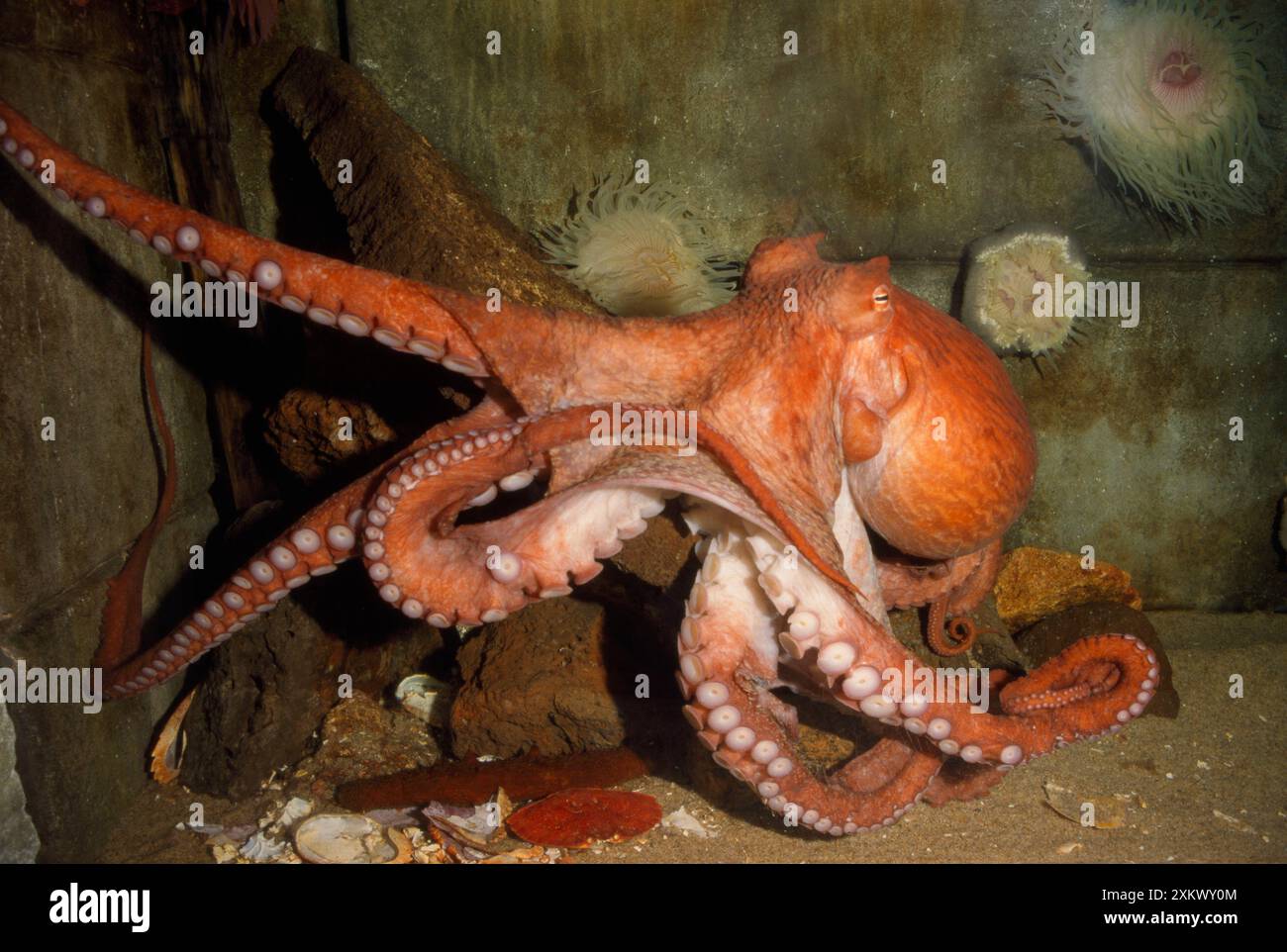 Tentacles showing hi-res stock photography and images - Alamy
