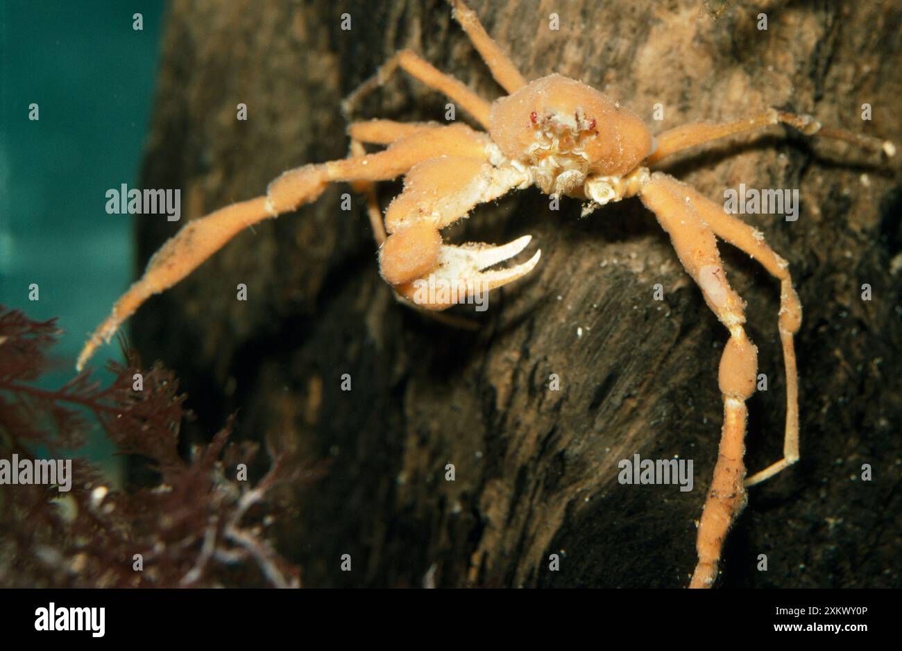 Scorpion Spider Crab - missing a claw Stock Photo - Alamy